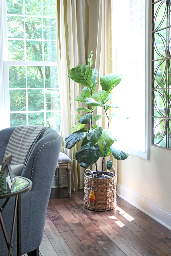 Repotting a Fiddle Leaf Fig – Less Than Perfect Life of Bliss